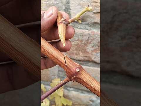 Grafting a grapevine very easy #grafting #satisfying #grape