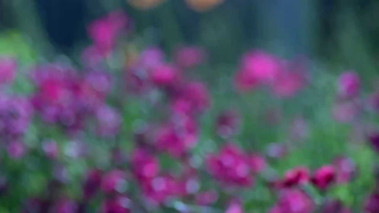 Purple Flower HD Video 2014