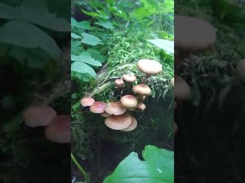 How to say "Mushrooms" Speaking Abenaki Language🍄#agwôdawas #mushroom #mushrooms #shroom #abenaki