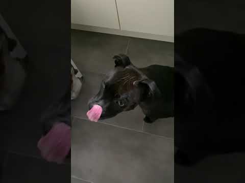 Staffordshire Bullterrier Elli wartet vor der Futterbox nach dem Spaziergang #shorts