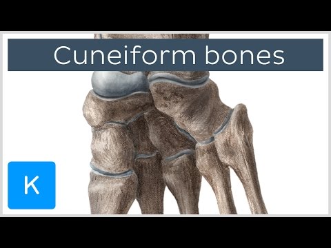 Bones of the foot: cuneiform bones - Human Anatomy | Kenhub