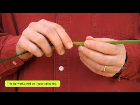 Arrange Daffodils that Won't Flop