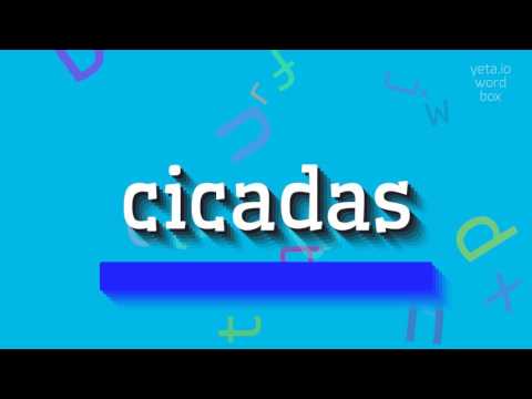 How to say "cicadas"! (High Quality Voices)
