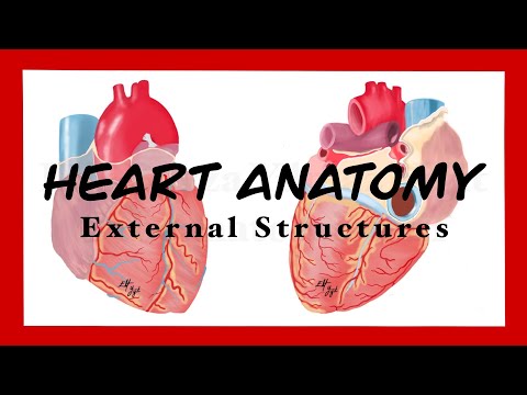Anatomy of The Heart | Ventricles, Atrias and Vessels