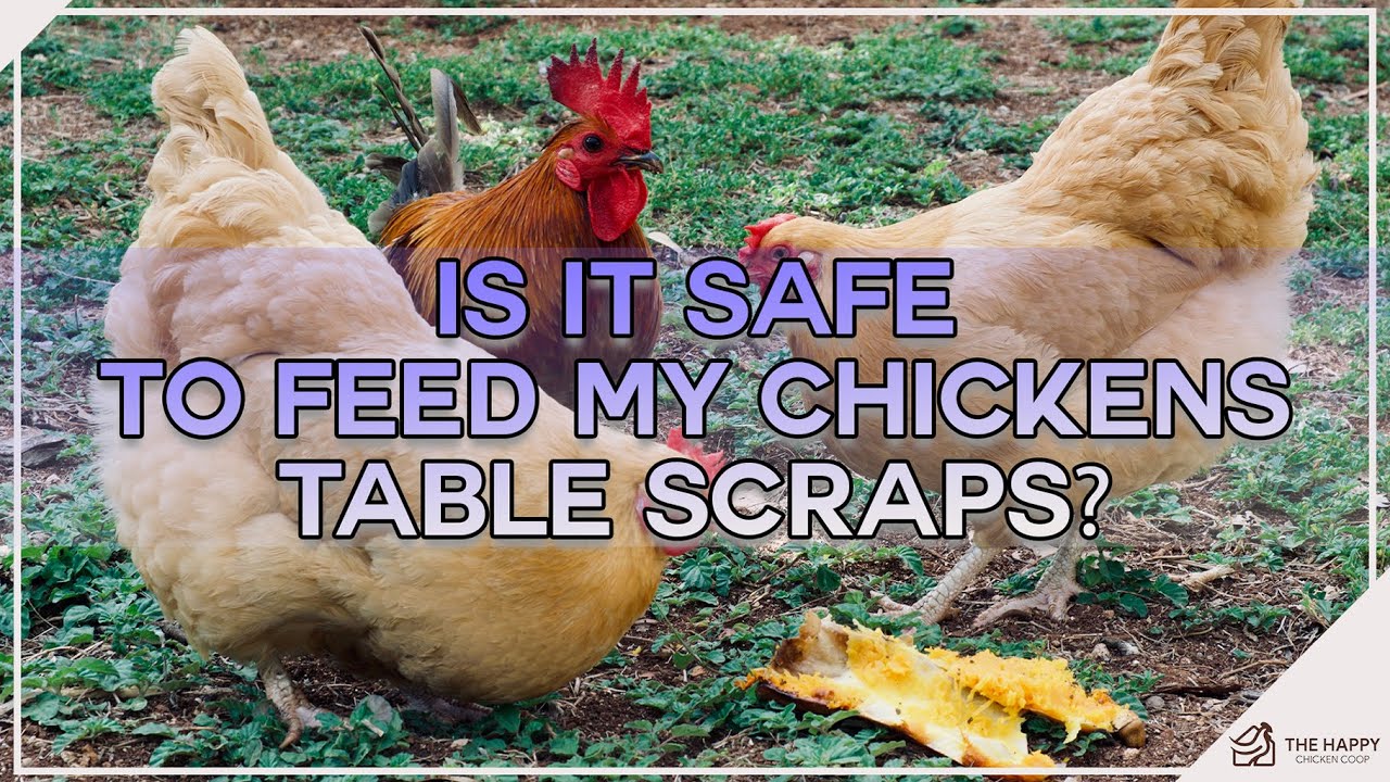 Is It Safe To Feed My Chickens Table Scraps