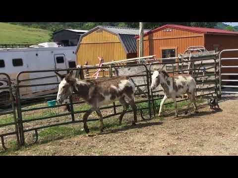 Sold 44D, 44A- spotted jennies EXPOSED TO A ZEBRA $700 Each
