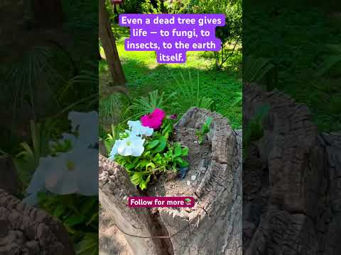 Motivational quotes #subscribe #facts #explore #learn #naturelovers #nature #life