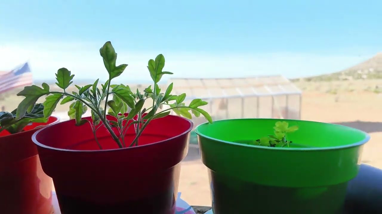 Dollar Store Gardening - Follow Up