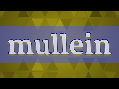 MULLEIN pronunciation • How to pronounce MULLEIN