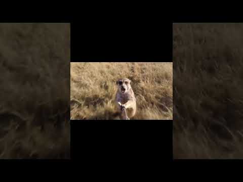 A Day in the Life of a Meerkat 🐾 | Animal Vlog #1