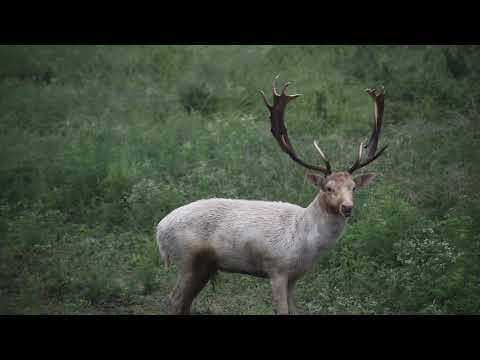 Trophy Fallow! South Texas Exotic Hunting