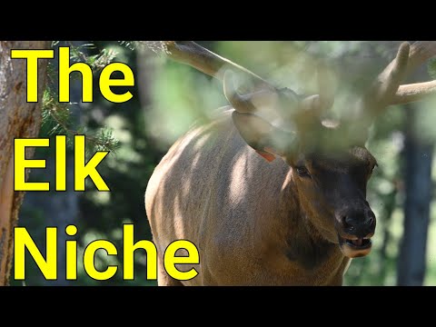 The American Elk's Niche