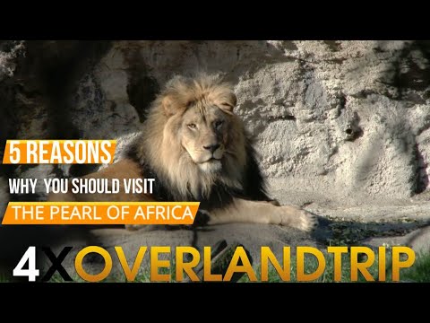 EVERYTHING YOU NEED TO KNOW BEFORE VISITING UGANDA'S SAVANNAH I African Big Game | Seas-2 Ep-12