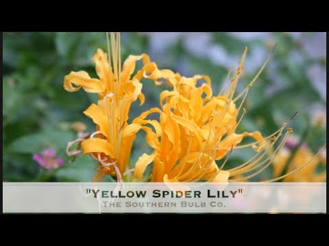 Yellow Spider Lily