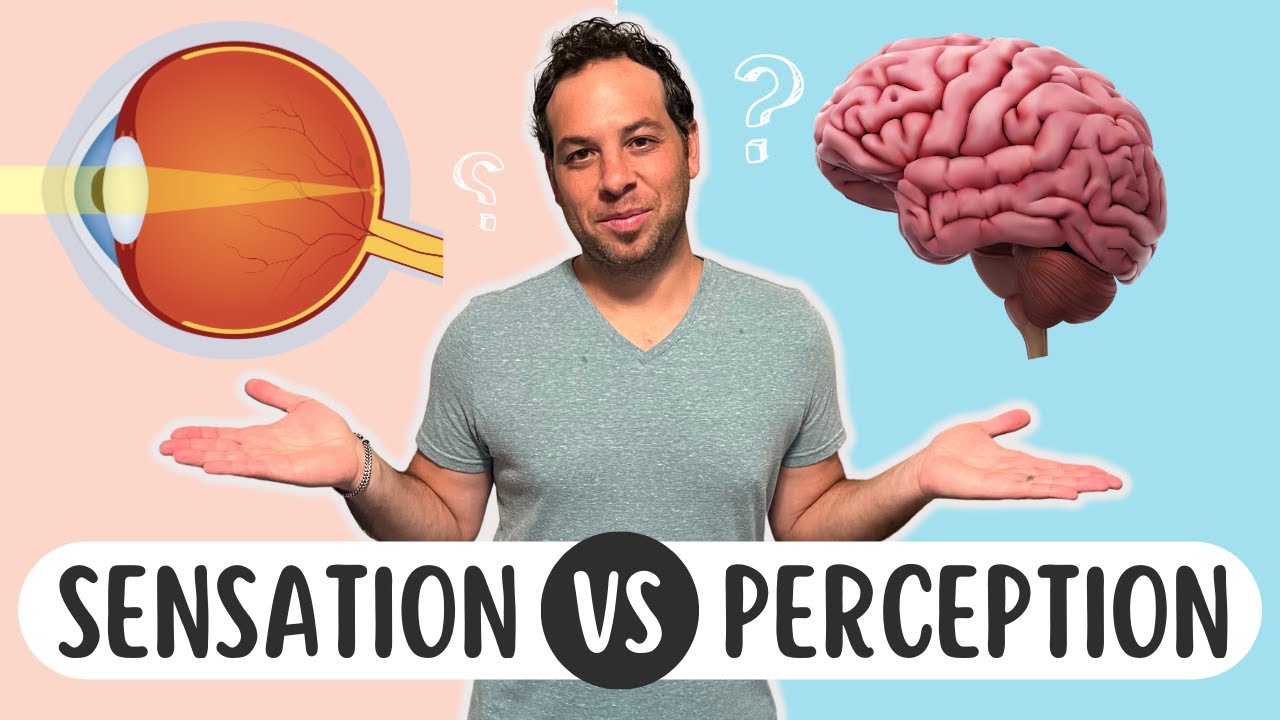 Understanding Sensation and Perception: The Key Differences | Galaxy.ai
