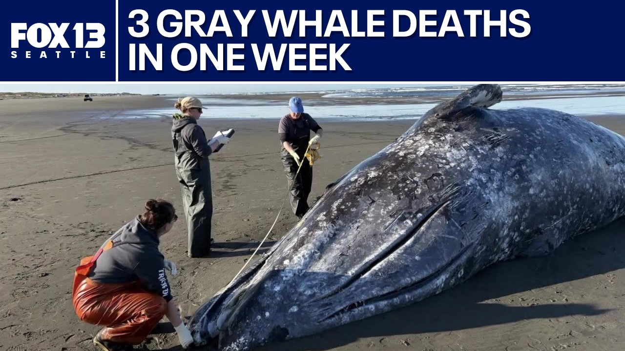 3 gray whale deaths in a week raise concern along Washington coast | FOX 13 Seattle