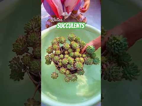 Beginner Succulent Plants: Easy Care Tips to Grow Thriving Succulents