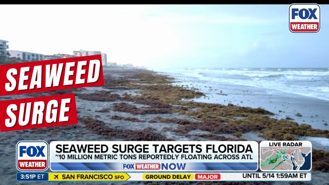 Sargassum Surge Slams South Florida Beaches
