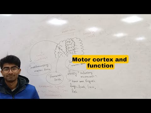 | motor cortex | motor function of cortex. subareas of cerebral cortex.primary cortex.an overview...
