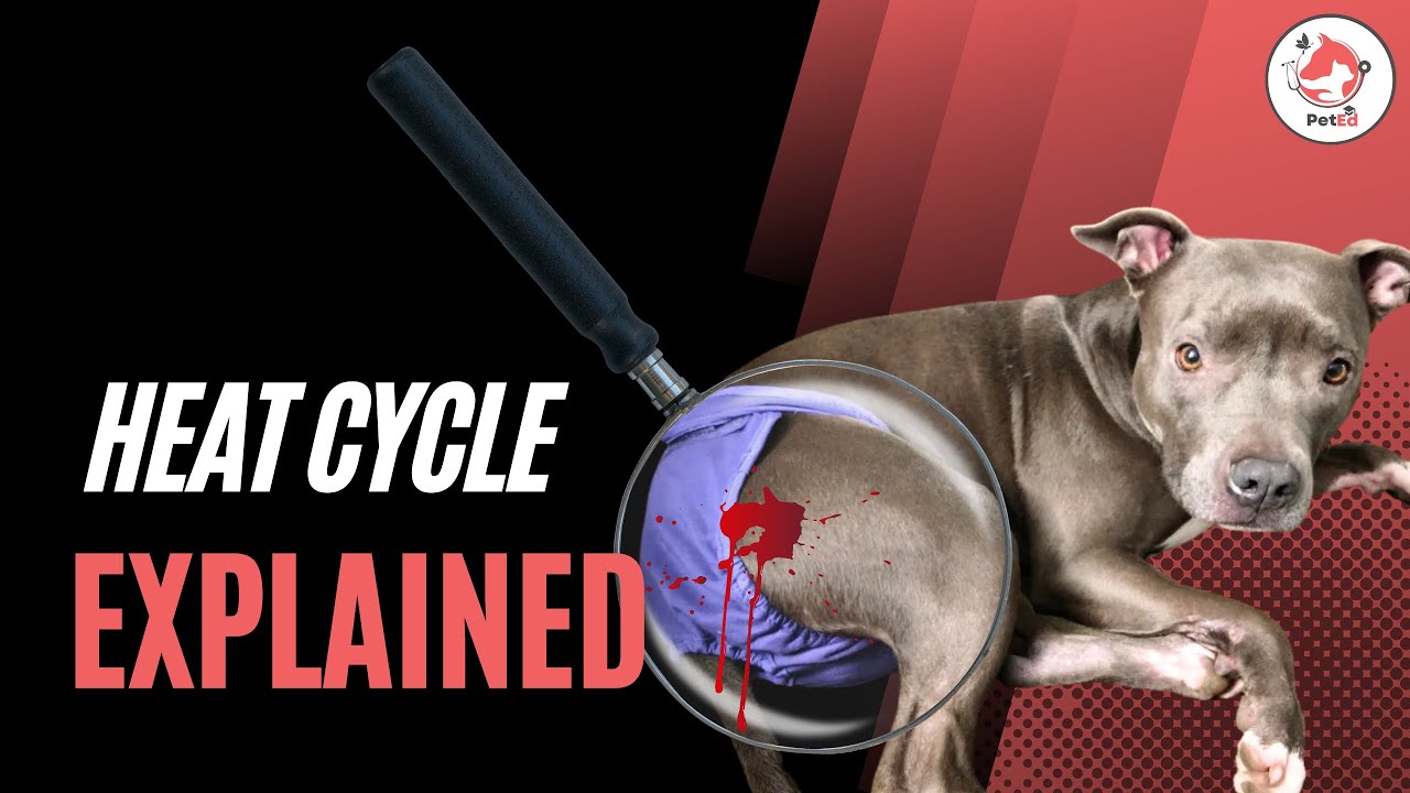 Dog Heat Cycle? : Explained
