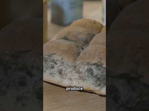Shocking FACTS About Moldy Bread