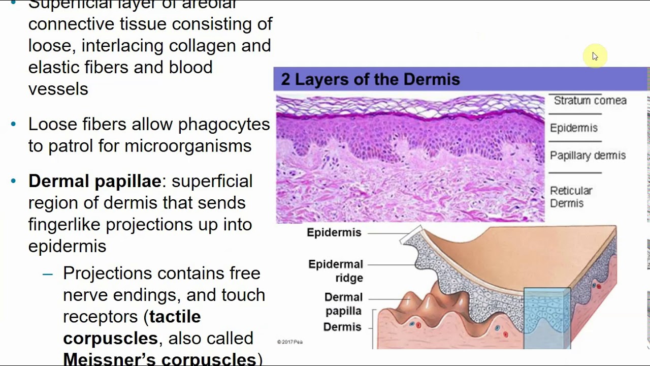 2113 Chapter 5 - Integumentary System Part A