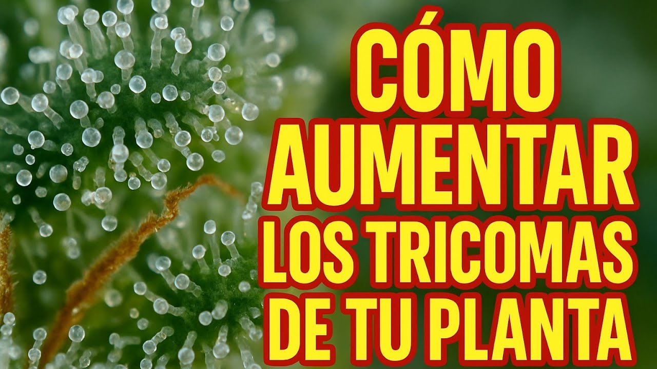 COMO AUMENTAR LOS TRICOMAS DE TU PLANTA 💎