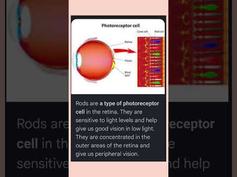What are rod cells in retina....