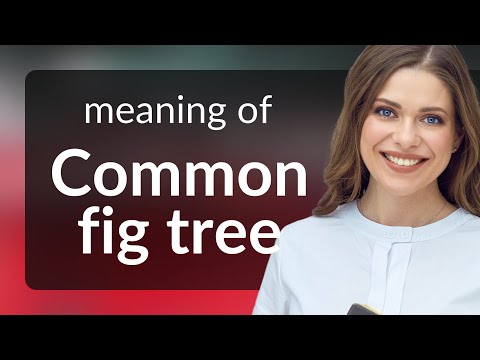 Common fig tree — meaning of COMMON FIG TREE