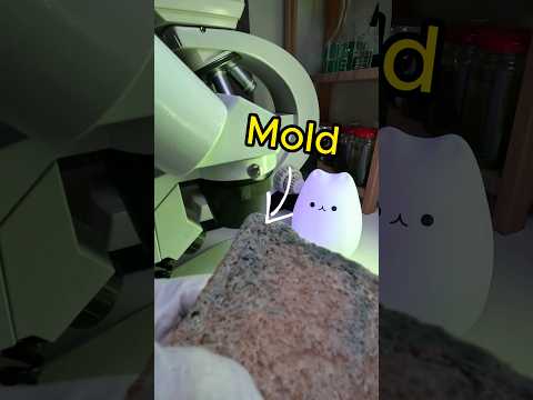 Moldy BREAD under Microscope