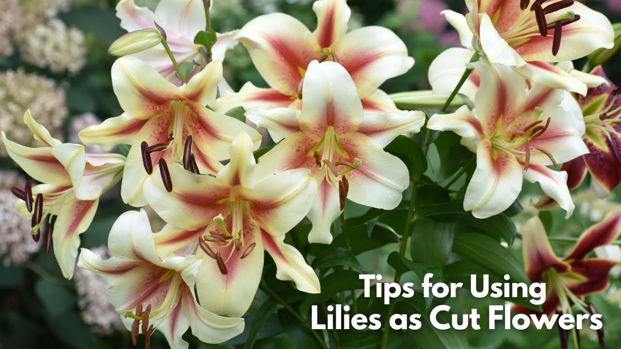 Tips for Using Lilies as Cut Flowers
