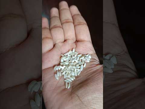 Fortified rice🌾 #fortified rice #what is fortified rice #fortified rice extruder #fortified rice
