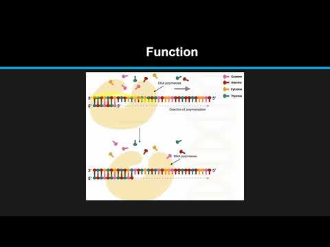 Taq Polymerase (Function and characteristics)