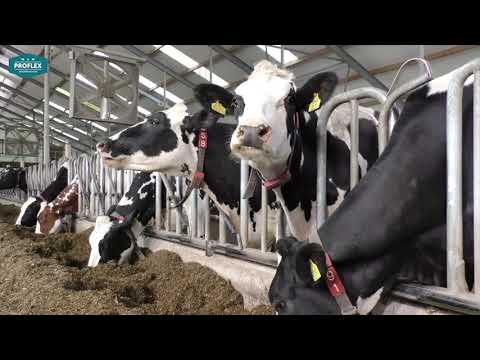 Proflexbeton MeadowFloor emissiearme stalvloer renovatie Kaasboerderij De Gelder Tijnje Friesland