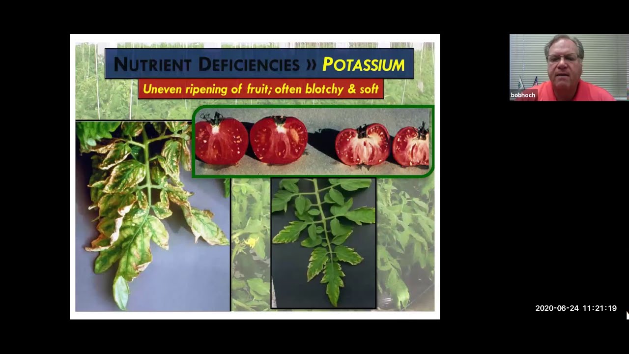 Nutrient Deficiencies in Vegetables