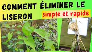 Liseron au jardin : comment s’en débarrasser définitivement