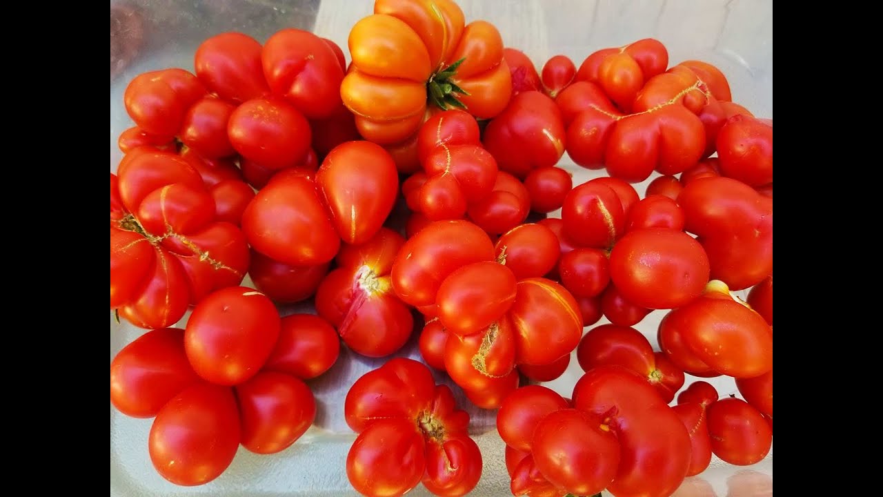 The Strangest Tomato I Have Ever Grown