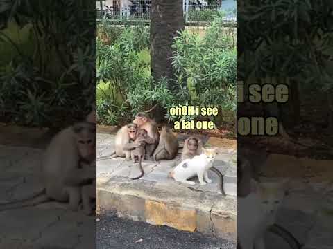 Cat vs Monkeys