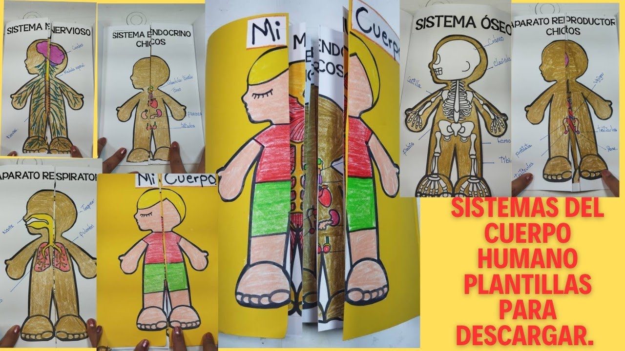 LOS SISTEMAS DEL CUERPO HUMANO / MAQUETA DE LOS SISTEMAS DEL CUERPO HUMANO/LAPBOOK DEL CUERPO HUMANO