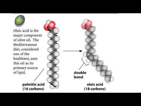 Major Elements in Biological Molecules: Lipids