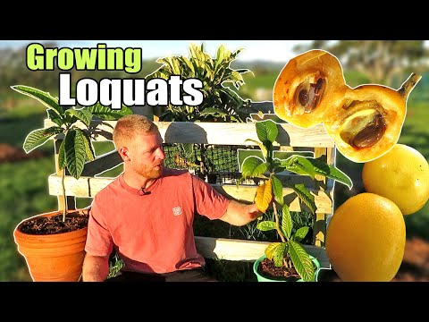 Growing Loquat Trees From Seed - Chinese Plum | Ep3
