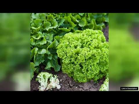 Lettuce Lollo Bionda – Seeds Review
