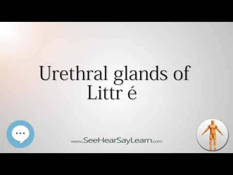 Urethral glands of Littré Anatomy Named After People 🔊