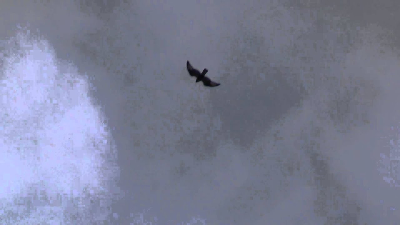 Dark-morph Rough-legged Hawk