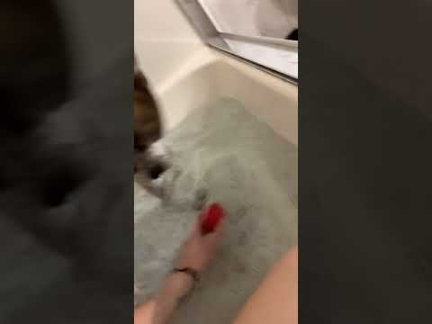 Boxer plott mix