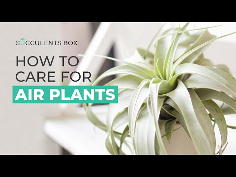 BEST TIPS: HOW TO CARE FOR AIR PLANTS | AIR PLANT CARE GUIDE | TILLANDSIA CARE