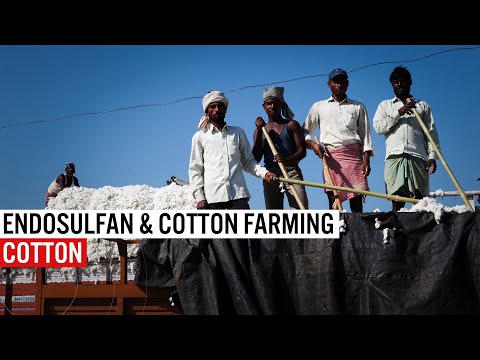 Endosulfan & Cotton Farming