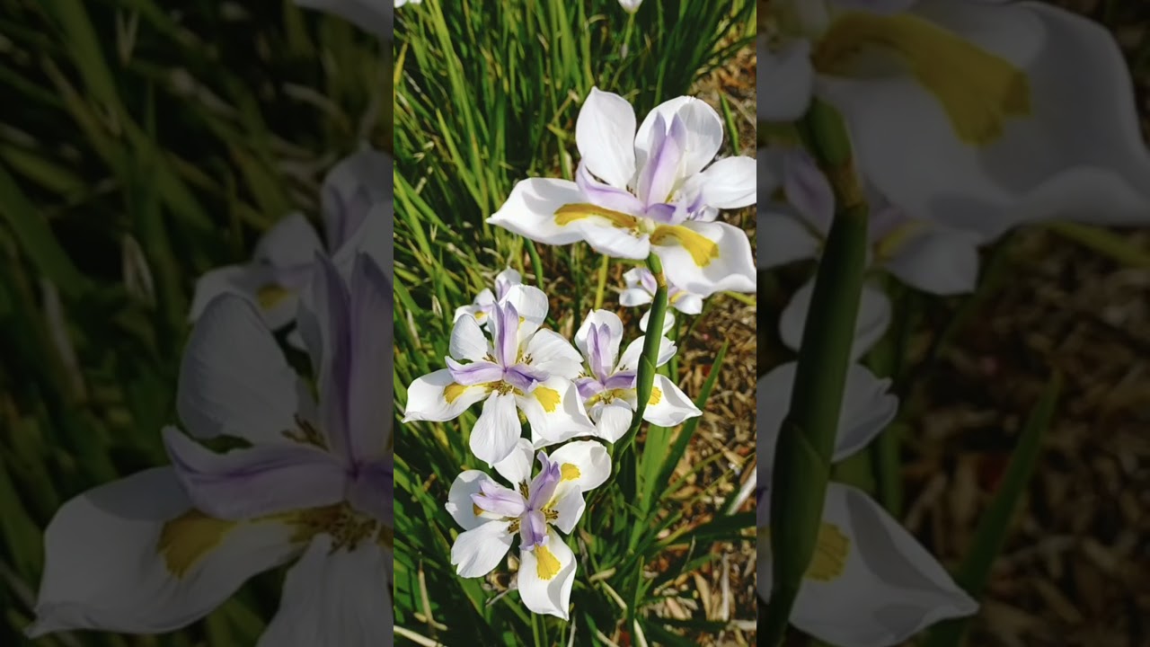 The flowers are so beautiful / Dietes robinsoniana