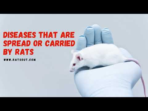 What diseases are carried by Rats || diseases Causes by rodents - Ratsout