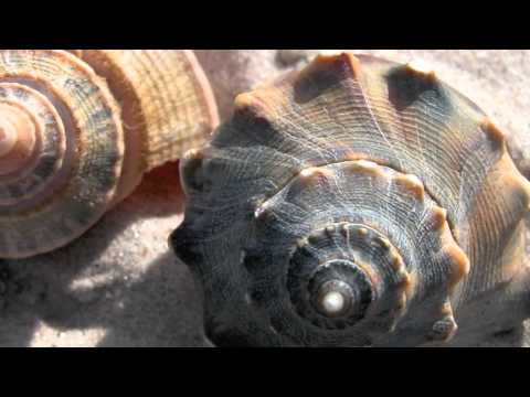 What is Whelk And What Nutrition Does It Have?